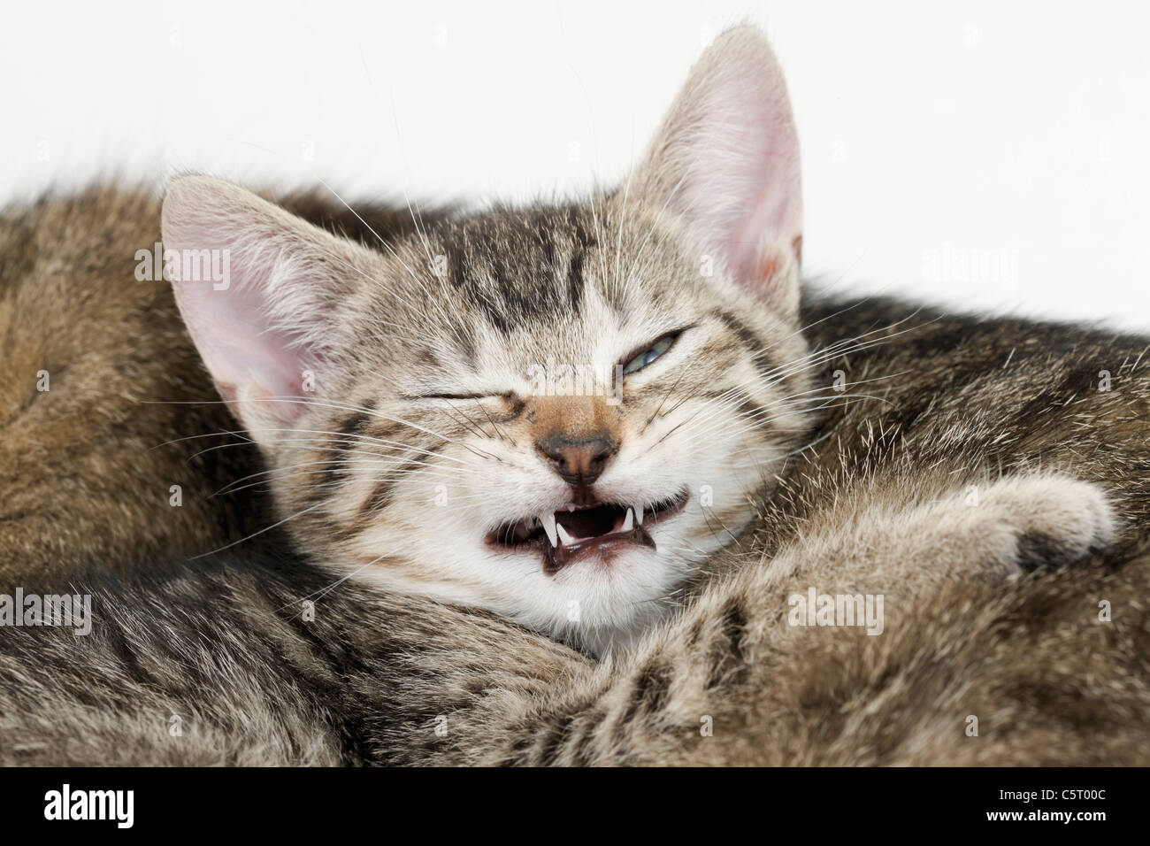 Domestic cat, kitten grimacing, portrait, close-up Stock Photo - Alamy
