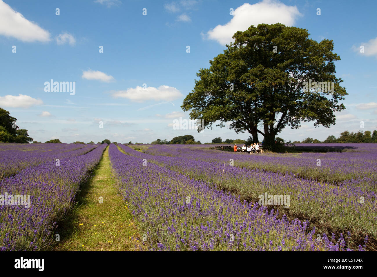 Lavender field, surrey, uk hi-res stock photography and images - Alamy