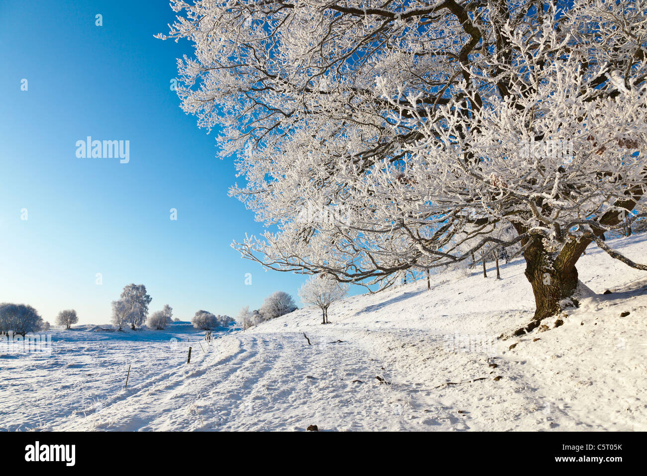 Old Oak tree in winter landscape Stock Photo - Alamy