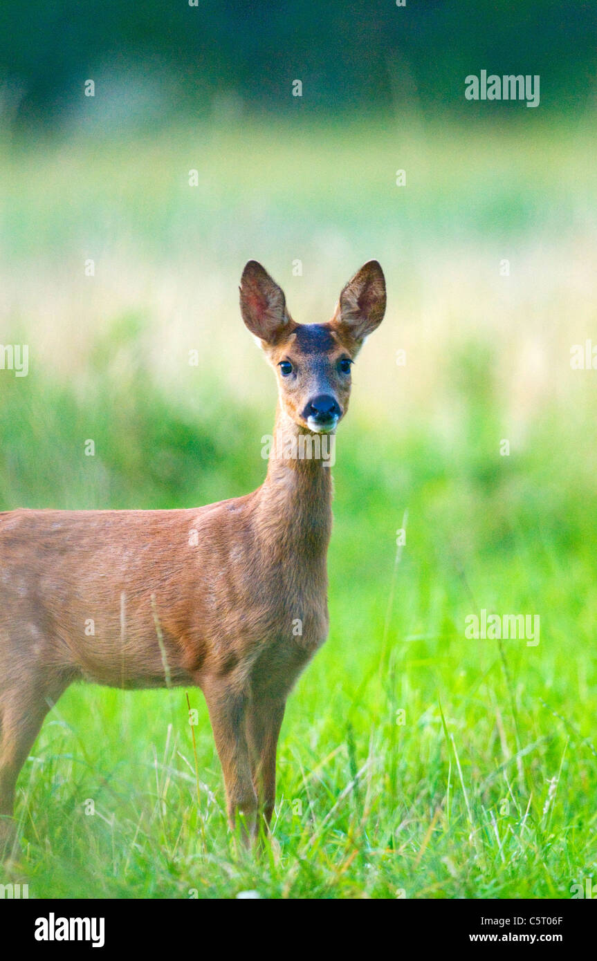 young roe deer Stock Photo - Alamy