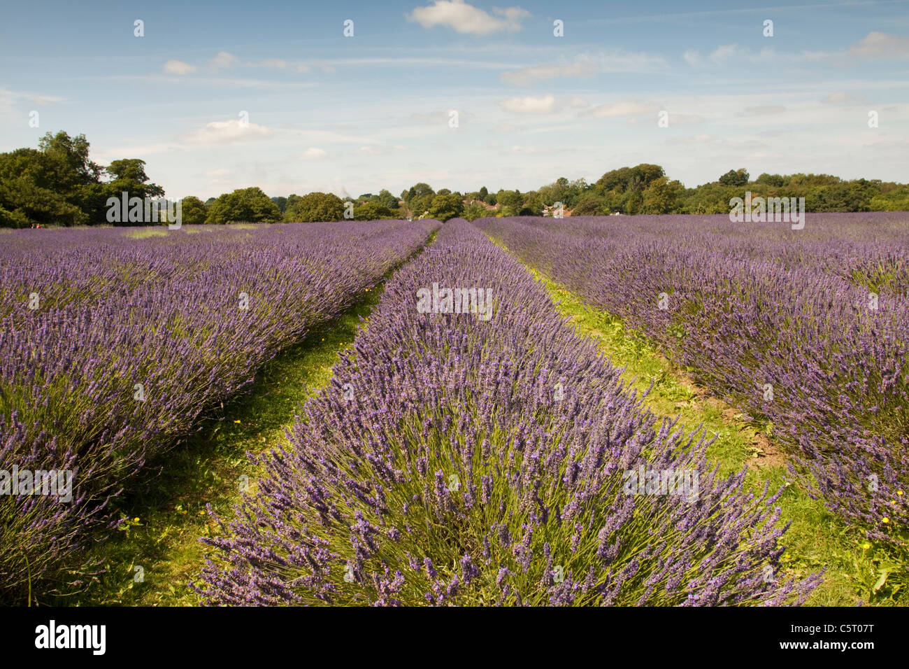 Lavender field, surrey, uk hi-res stock photography and images - Alamy