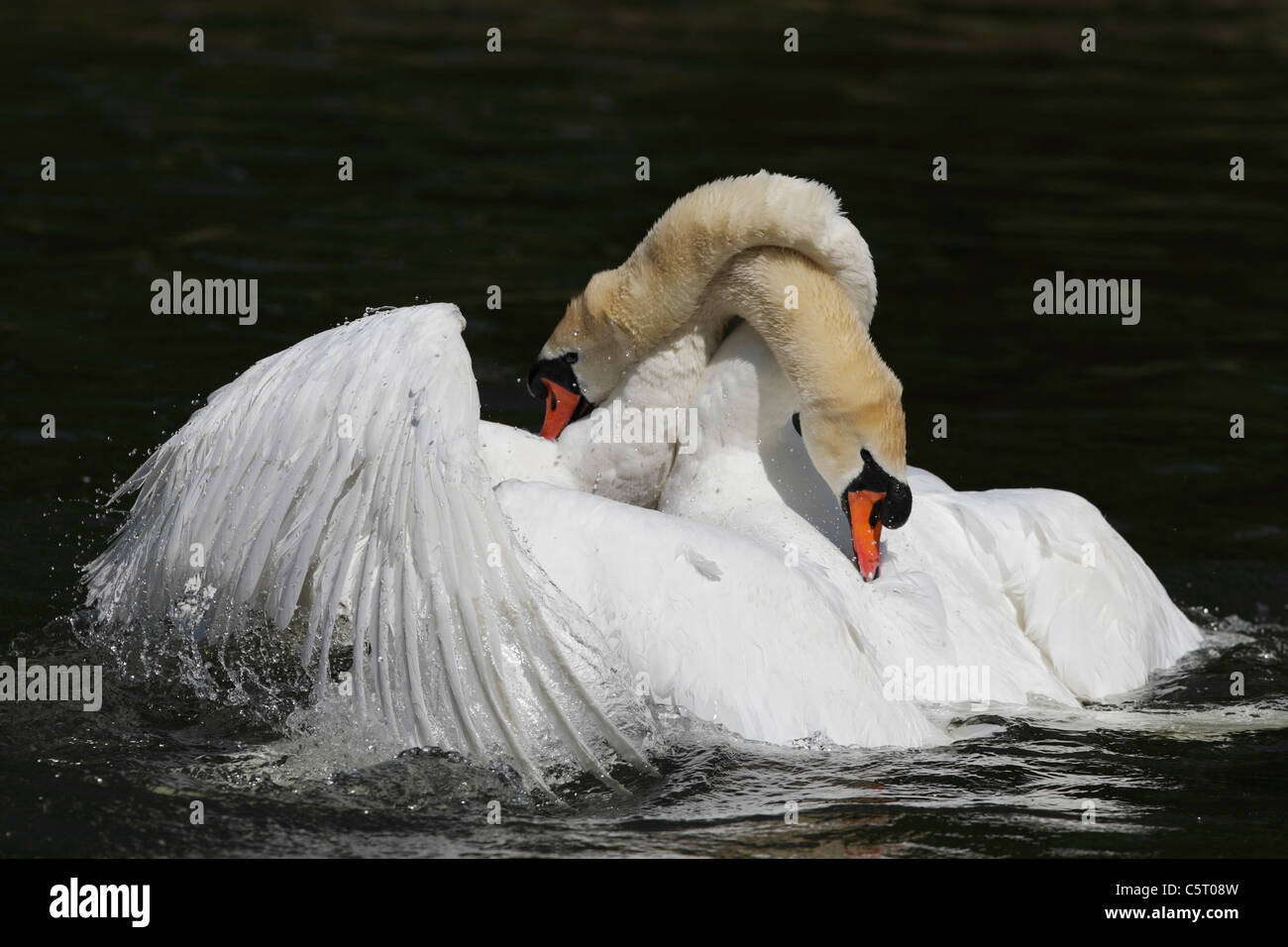 Germany, Munich, View of two flying mute swans fighting in water Stock ...