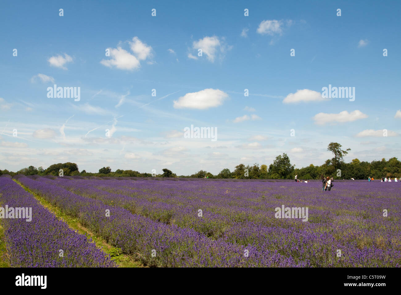 Lavender field, surrey, uk hi-res stock photography and images - Alamy