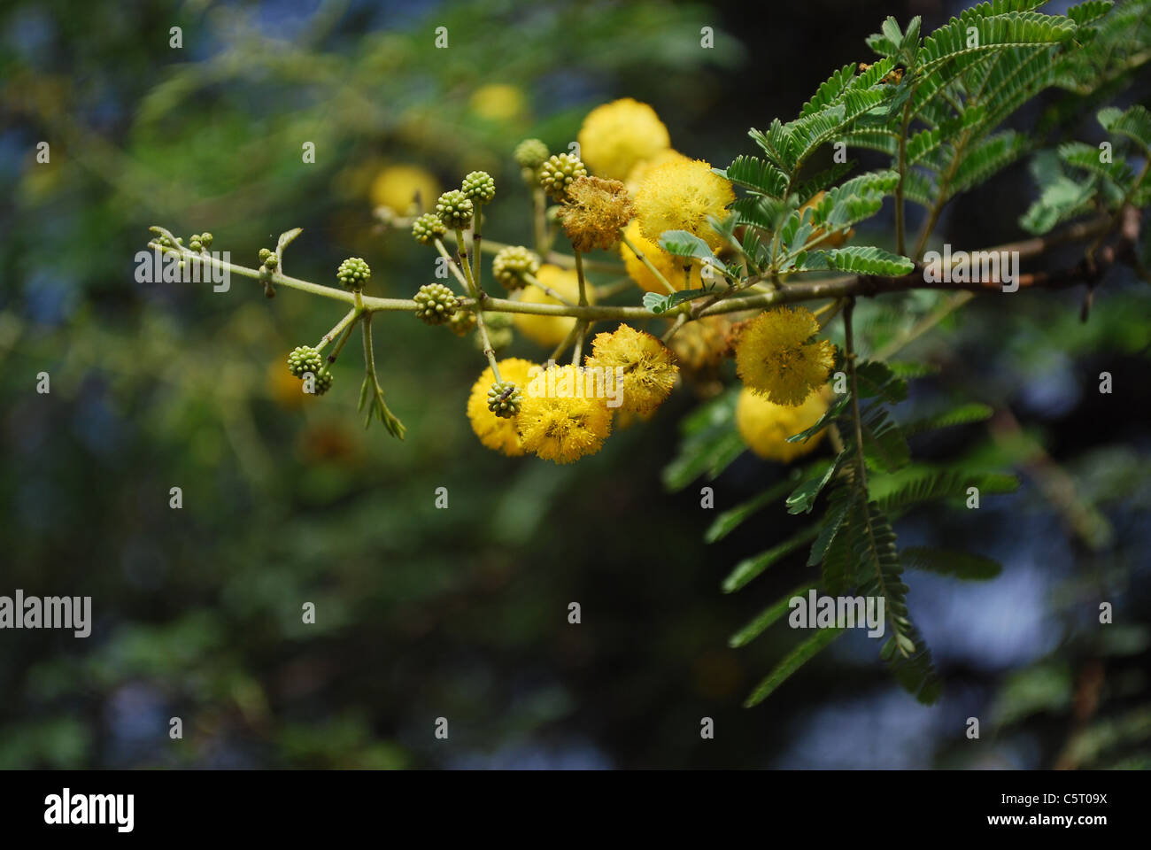 babool flower close-up Stock Photo - Alamy