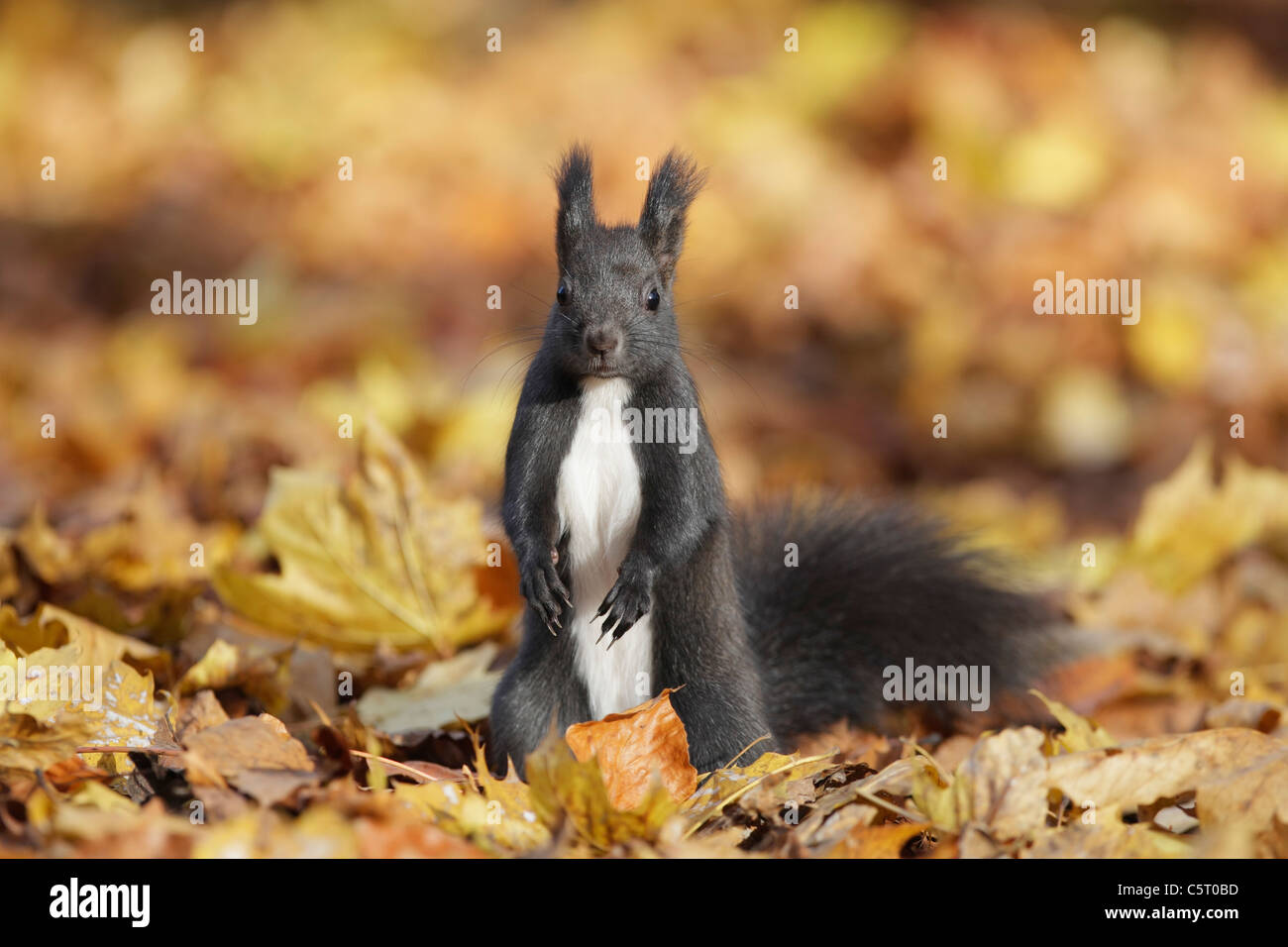 Germany, Munich, Close up of european squirrel on dried leaves Stock ...