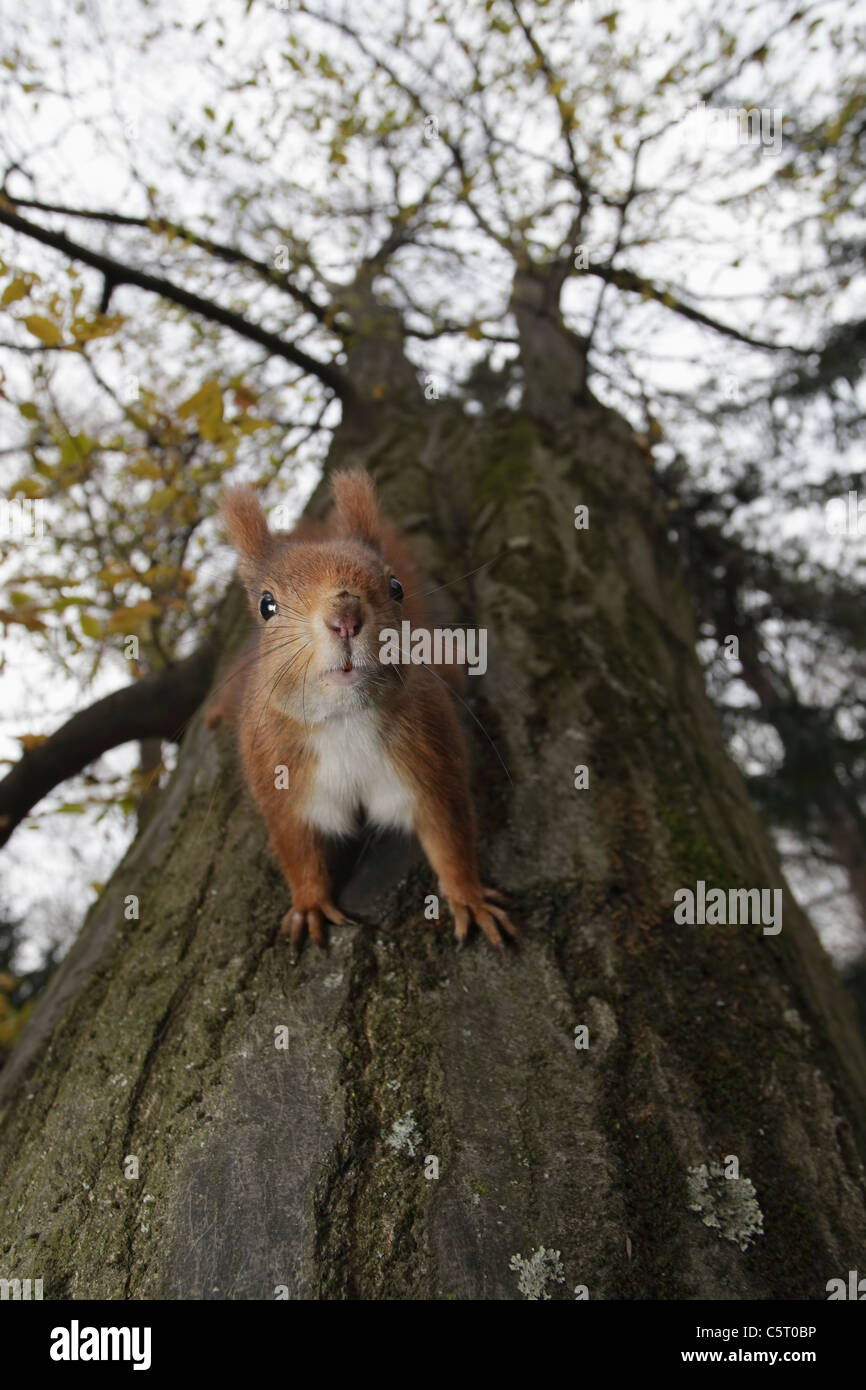 Red squirrel germany munich hi-res stock photography and images - Alamy