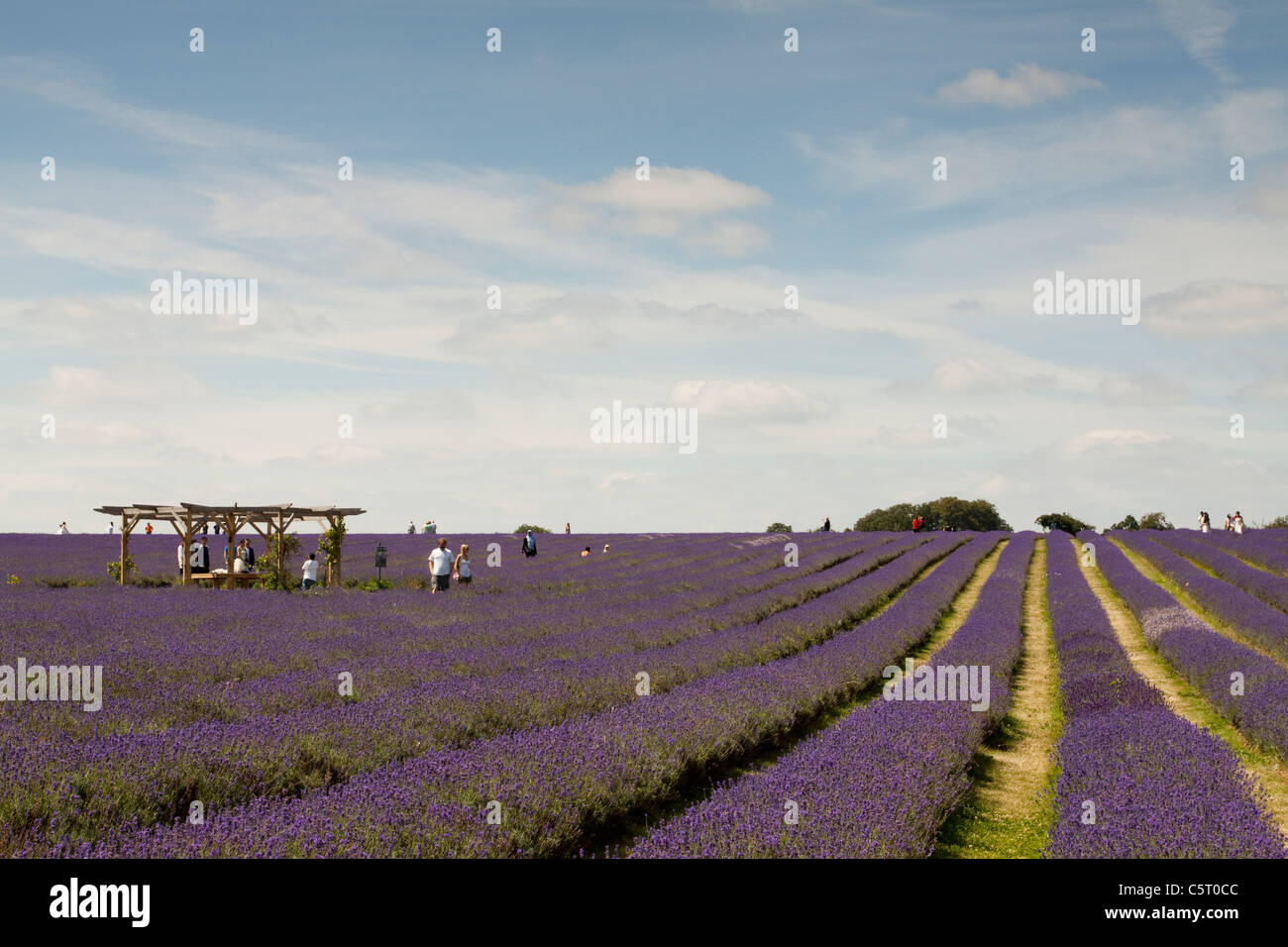 Mayfield lavender farm hi-res stock photography and images - Alamy