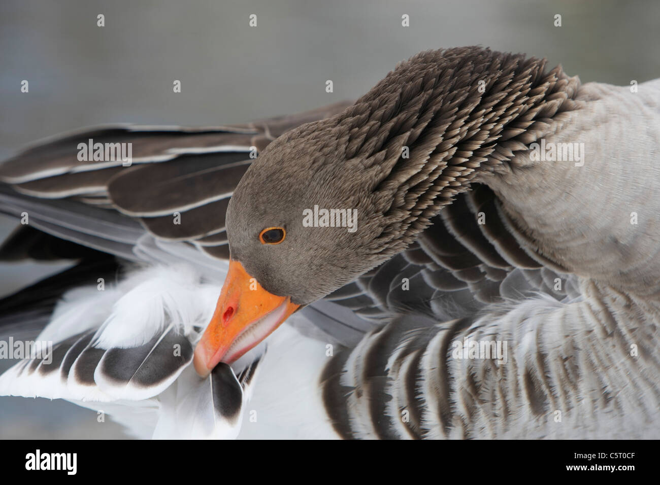Preening germany hi-res stock photography and images - Alamy