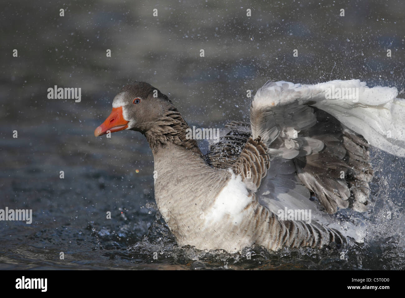 Germany, Munich, Close up of greylag goose swimming in water Stock ...