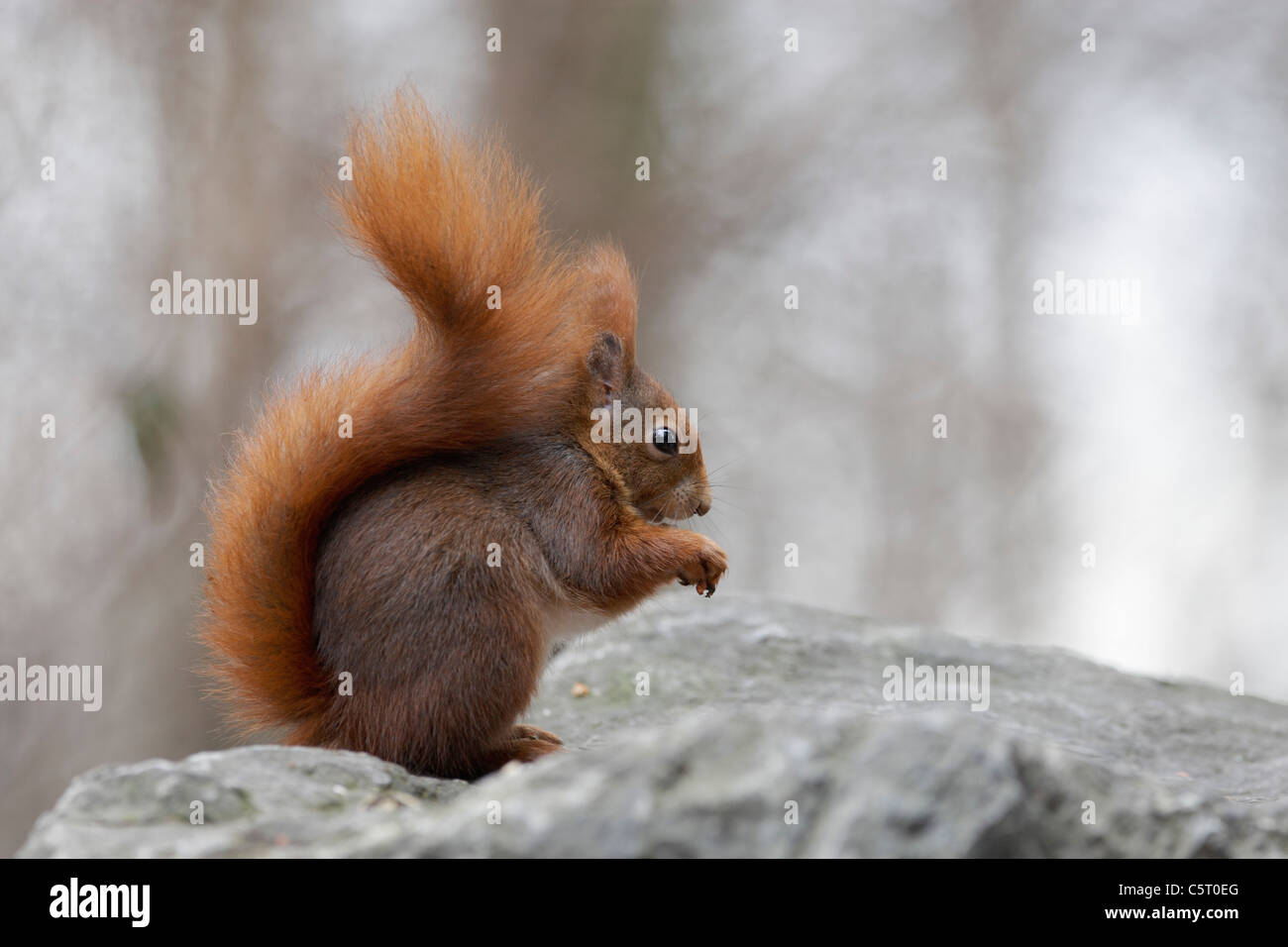 Red squirrel germany munich hi-res stock photography and images - Alamy