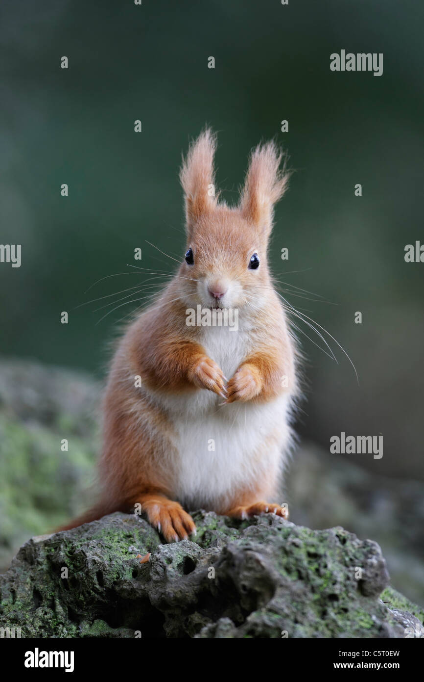 Red squirrel germany munich hi-res stock photography and images - Alamy