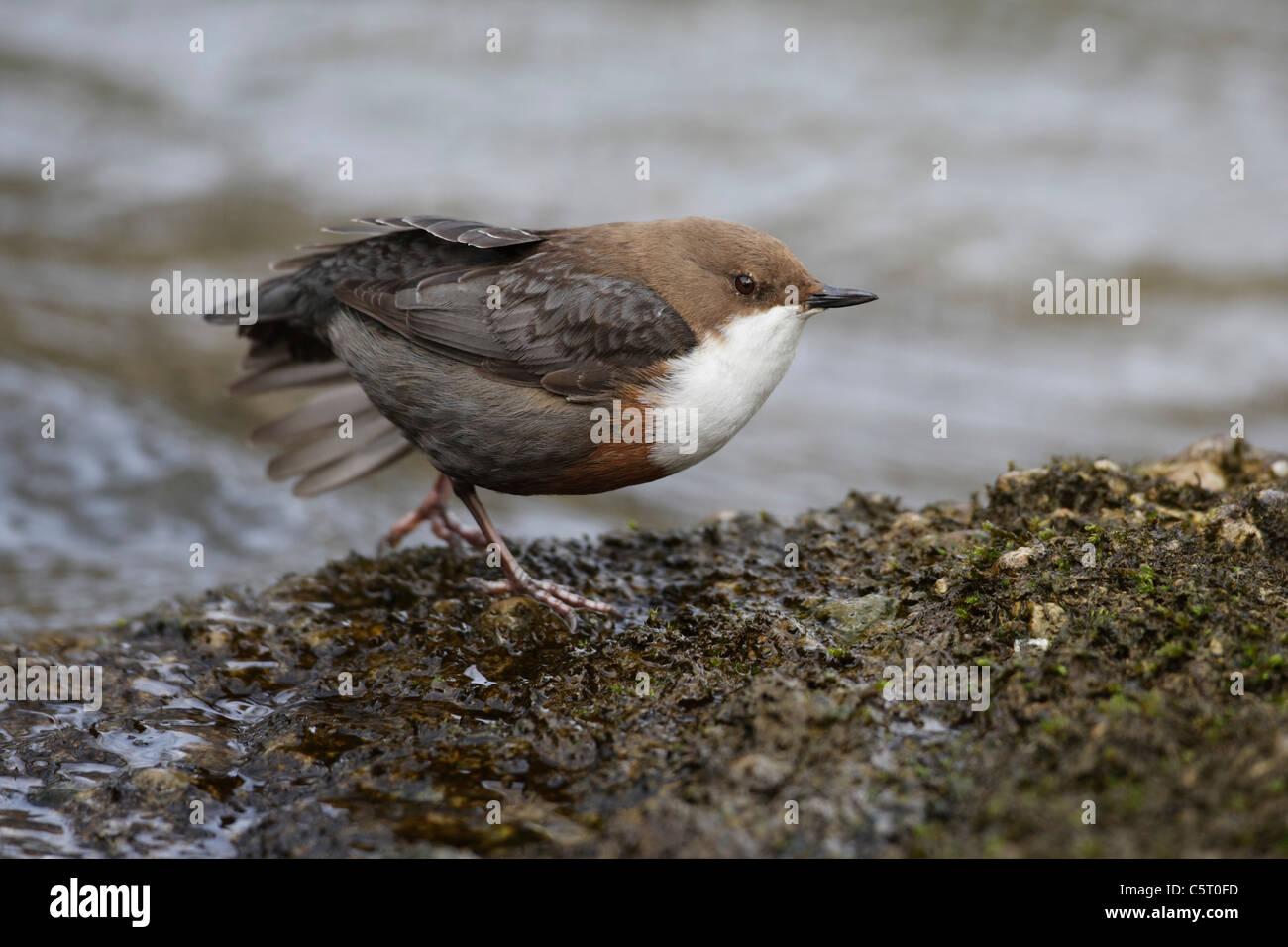 Water dipper hi-res stock photography and images - Alamy