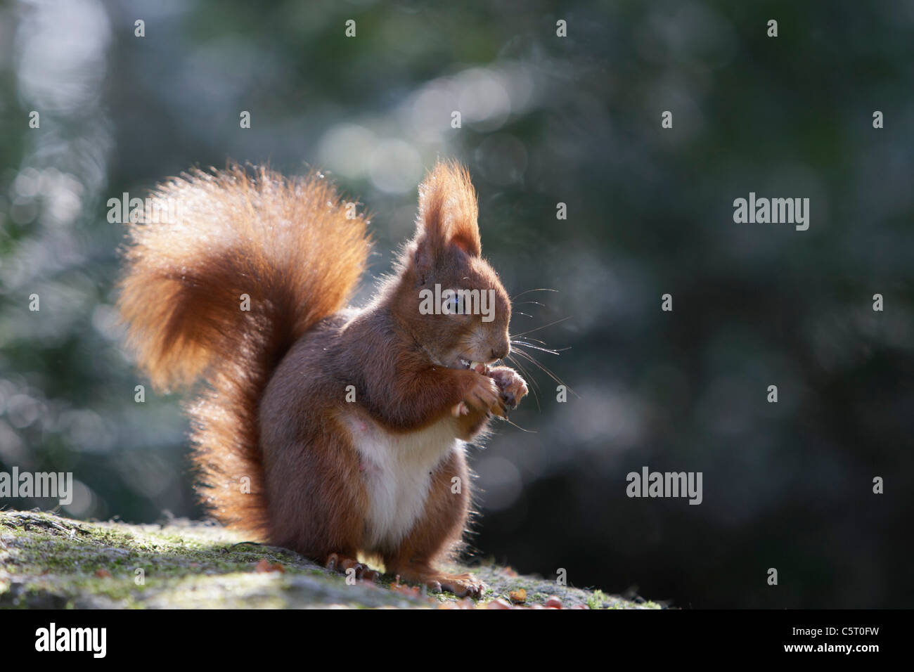 Red squirrel germany munich hi-res stock photography and images - Alamy