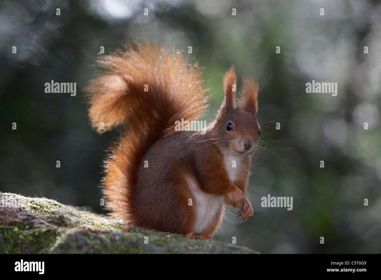 Germany, Munich, Close up of european red squirrel on rock Stock Photo ...