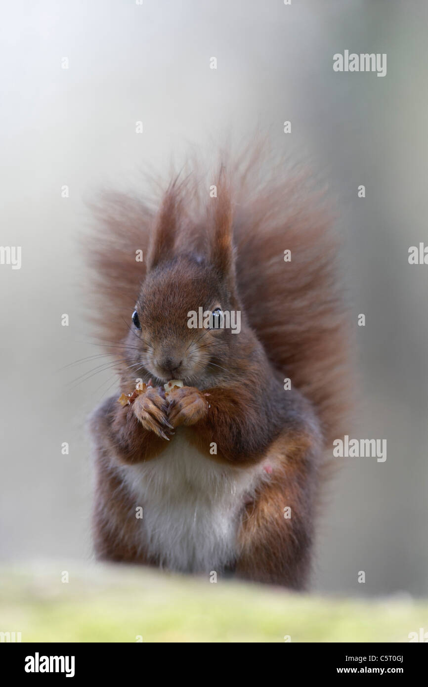 Red squirrel germany munich hi-res stock photography and images - Alamy
