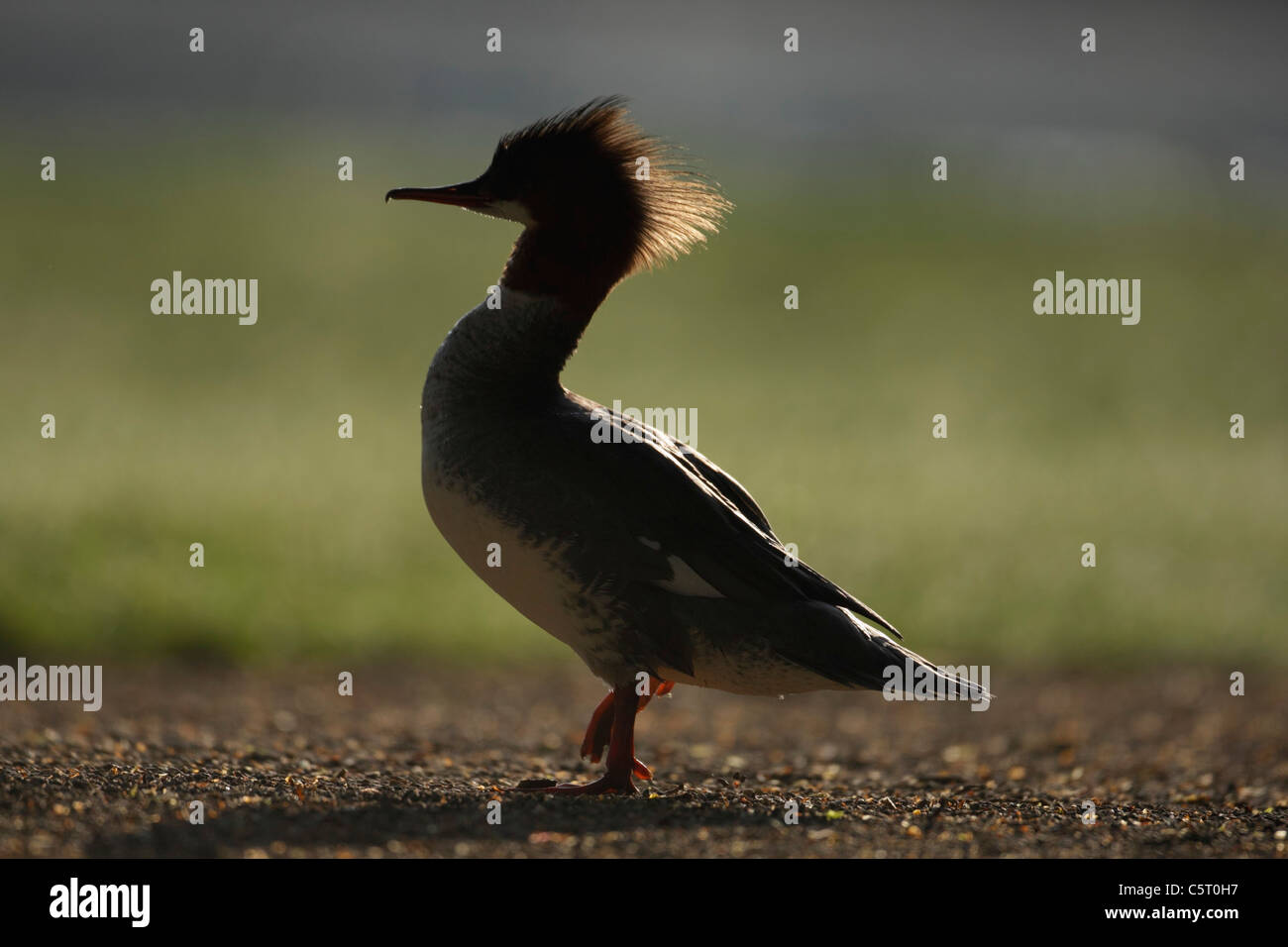 Female goosander hi-res stock photography and images - Alamy
