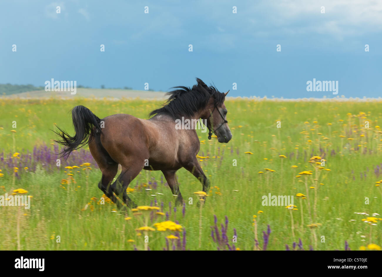 The horse runs gallop on a green field with a flowers Stock Photo - Alamy