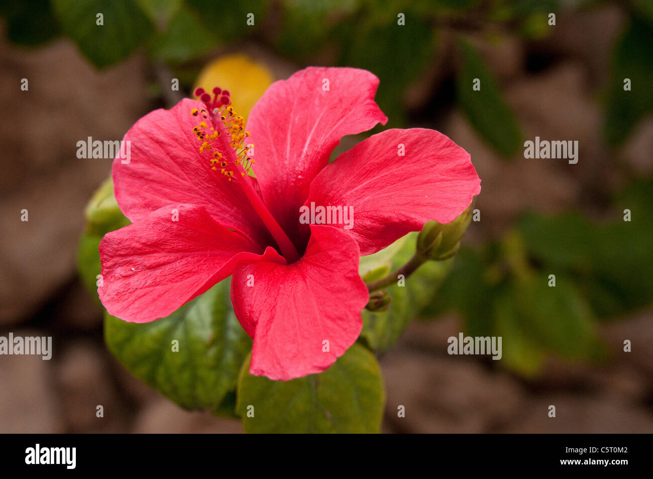 Hibiscus flower, pink, Bozburun, Turkey Stock Photo - Alamy