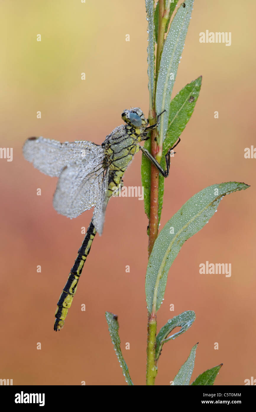 Clubtail hi-res stock photography and images - Alamy