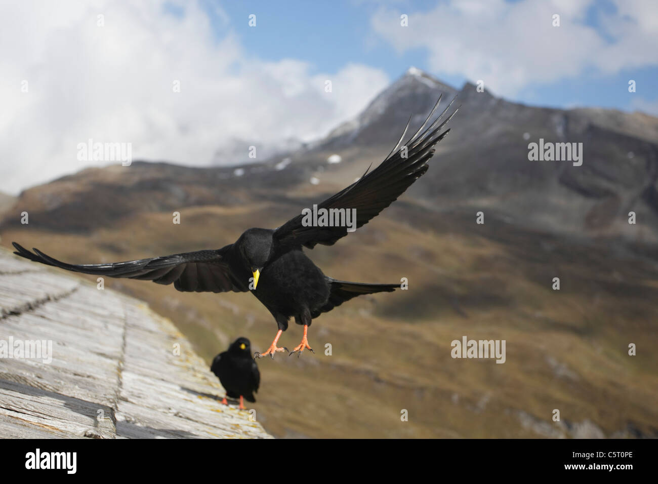 Austria, View of alpine chough flying above roof Stock Photo - Alamy