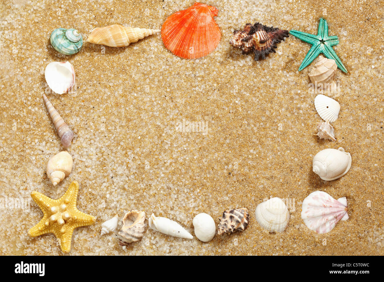 sea shells on the sand Stock Photo - Alamy