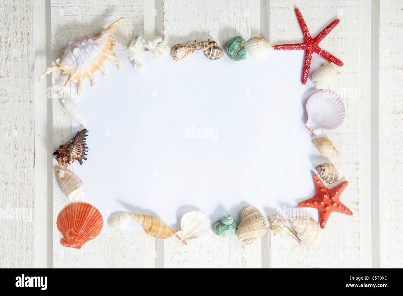 sea shells and starfish in frame Stock Photo - Alamy