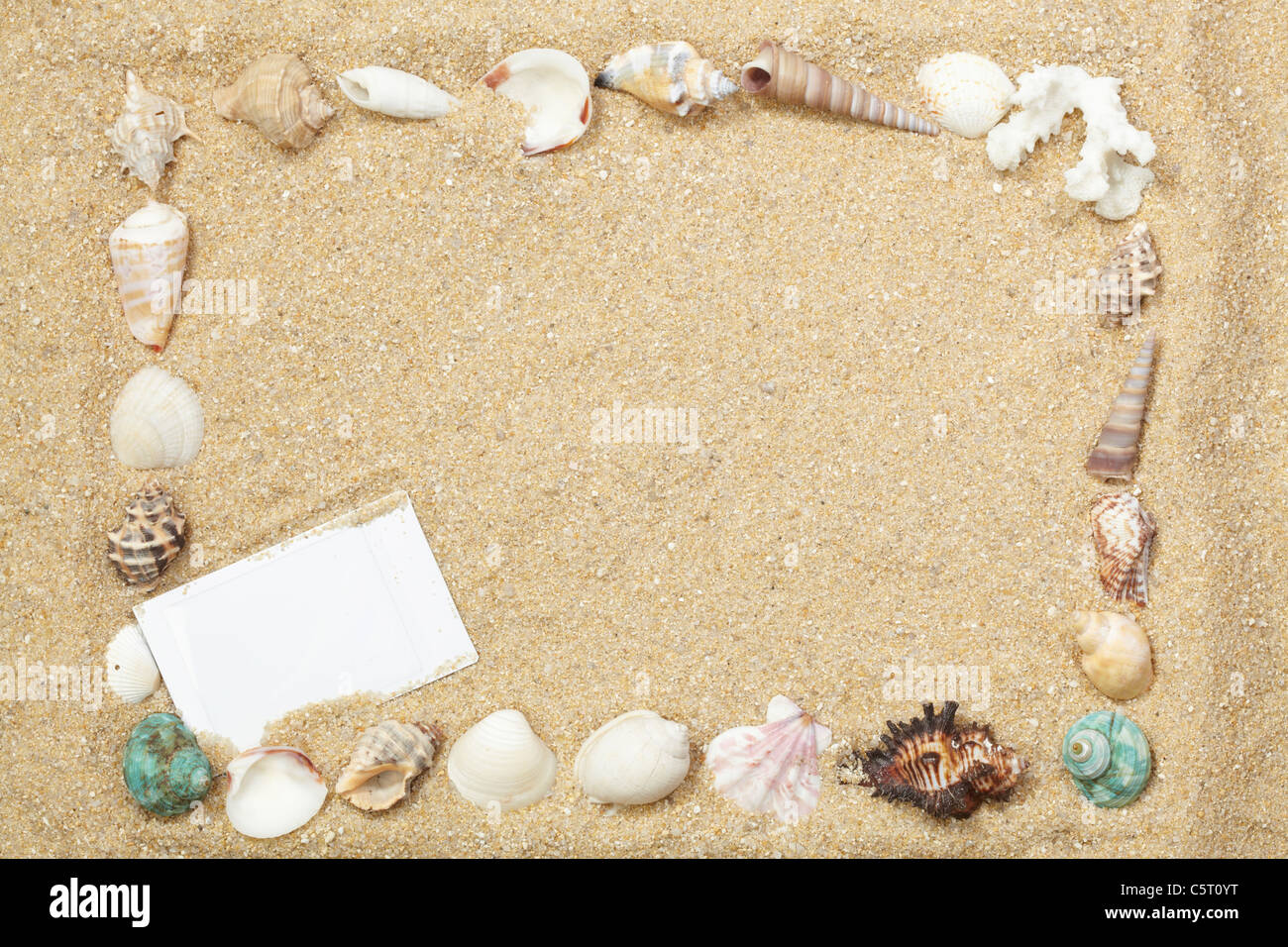 sea shells on the sand Stock Photo - Alamy