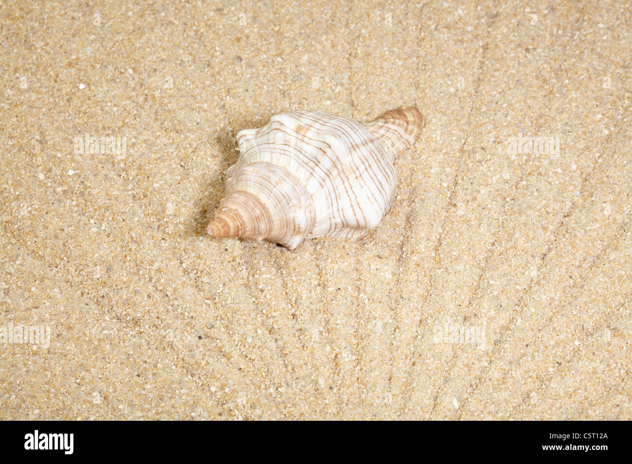 turban shell on the sand Stock Photo - Alamy