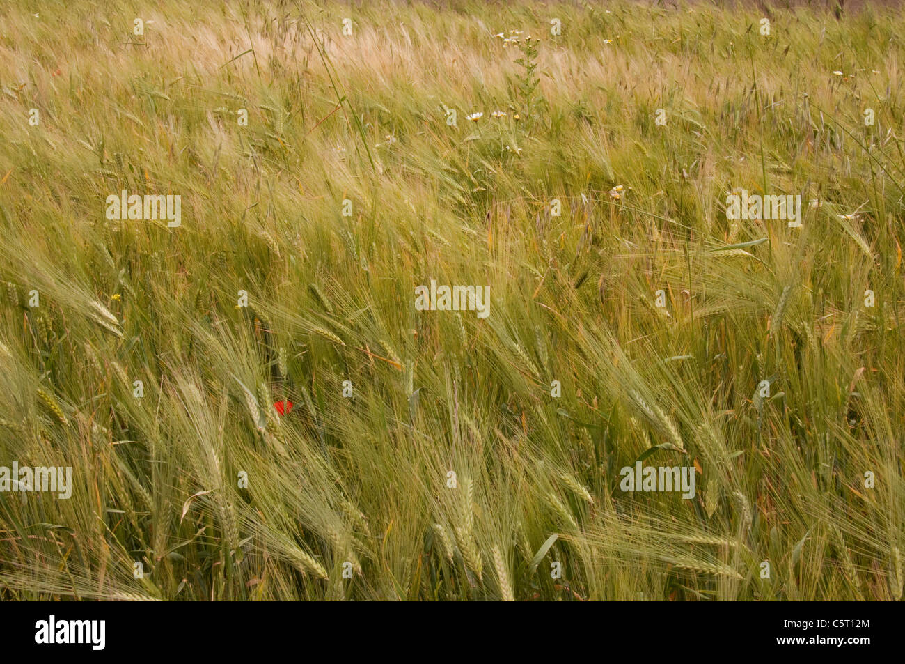 Tall grass, Patara, Turkey Stock Photo - Alamy