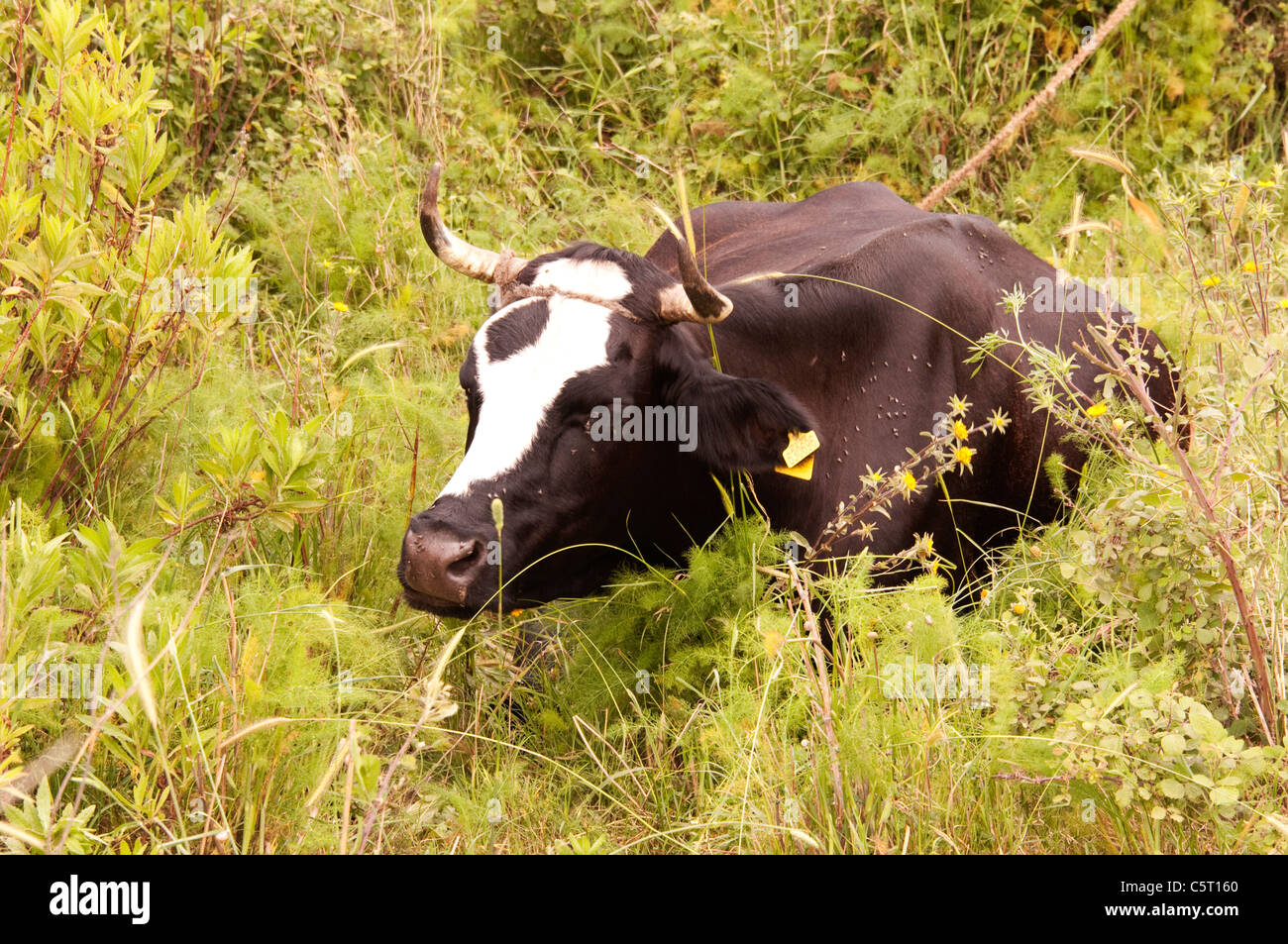 Cow turkey hi-res stock photography and images - Alamy