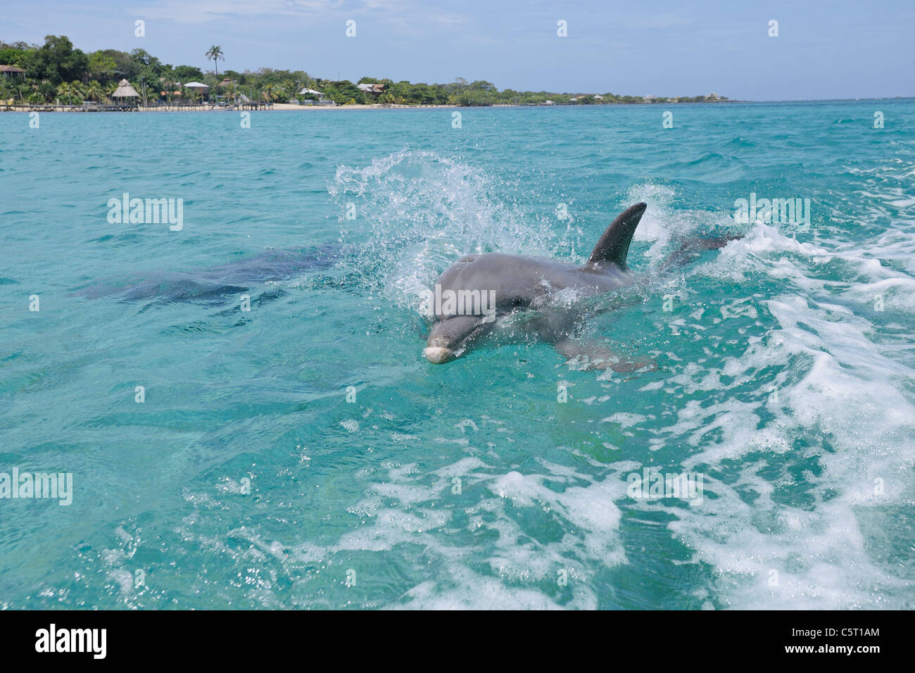 Roatan honduras surf hi-res stock photography and images - Alamy