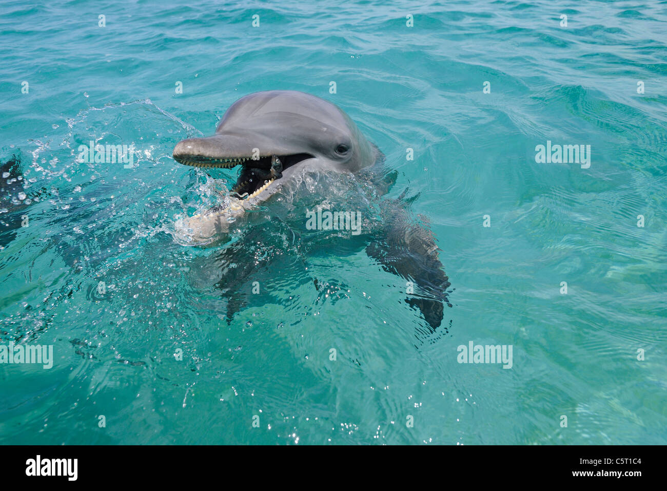 Latin America, Honduras, Bay Islands Department, Roatan, Caribbean Sea ...