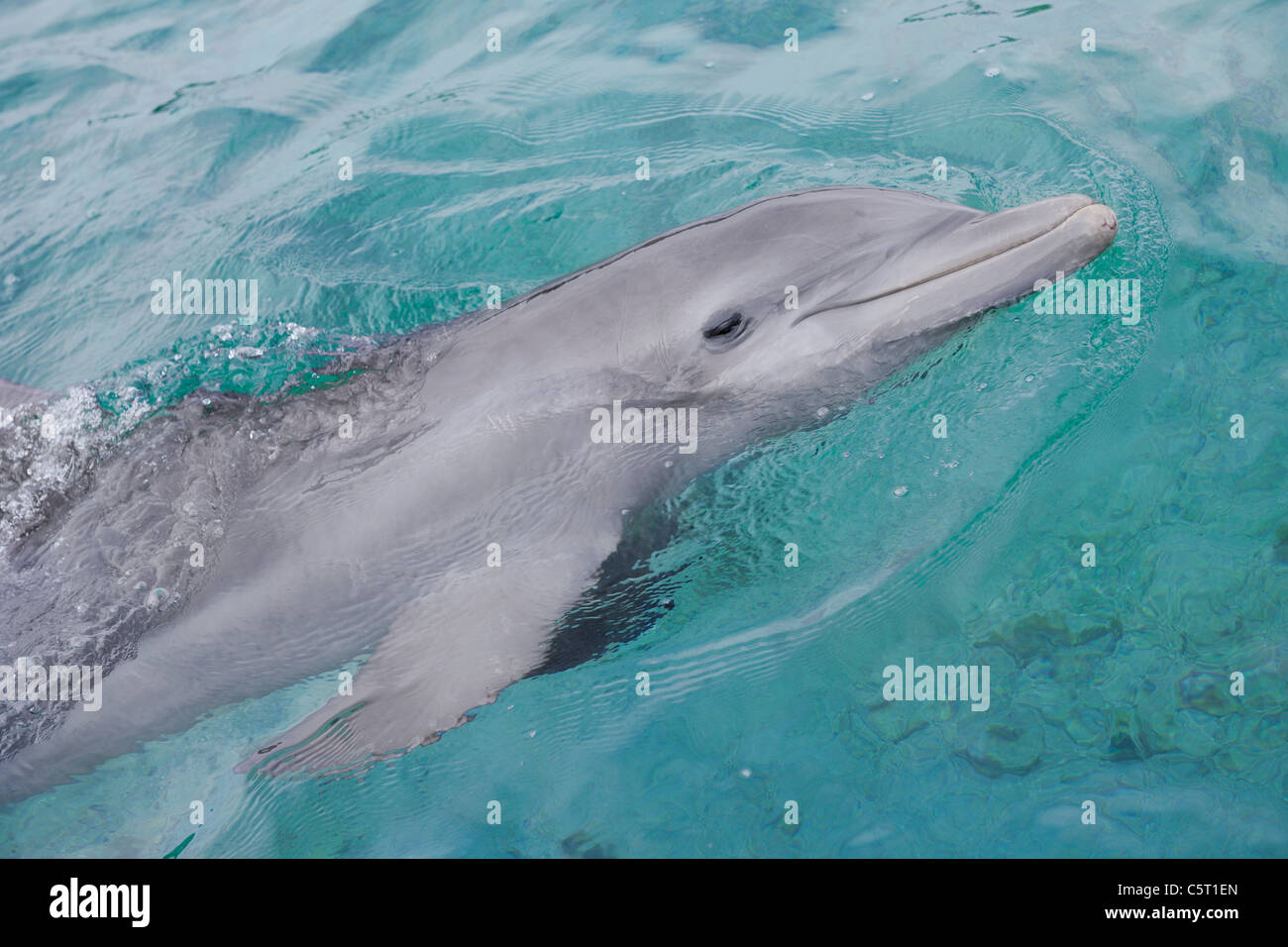 Latin America, Honduras, Bay Islands Department, Roatan, Caribbean Sea ...