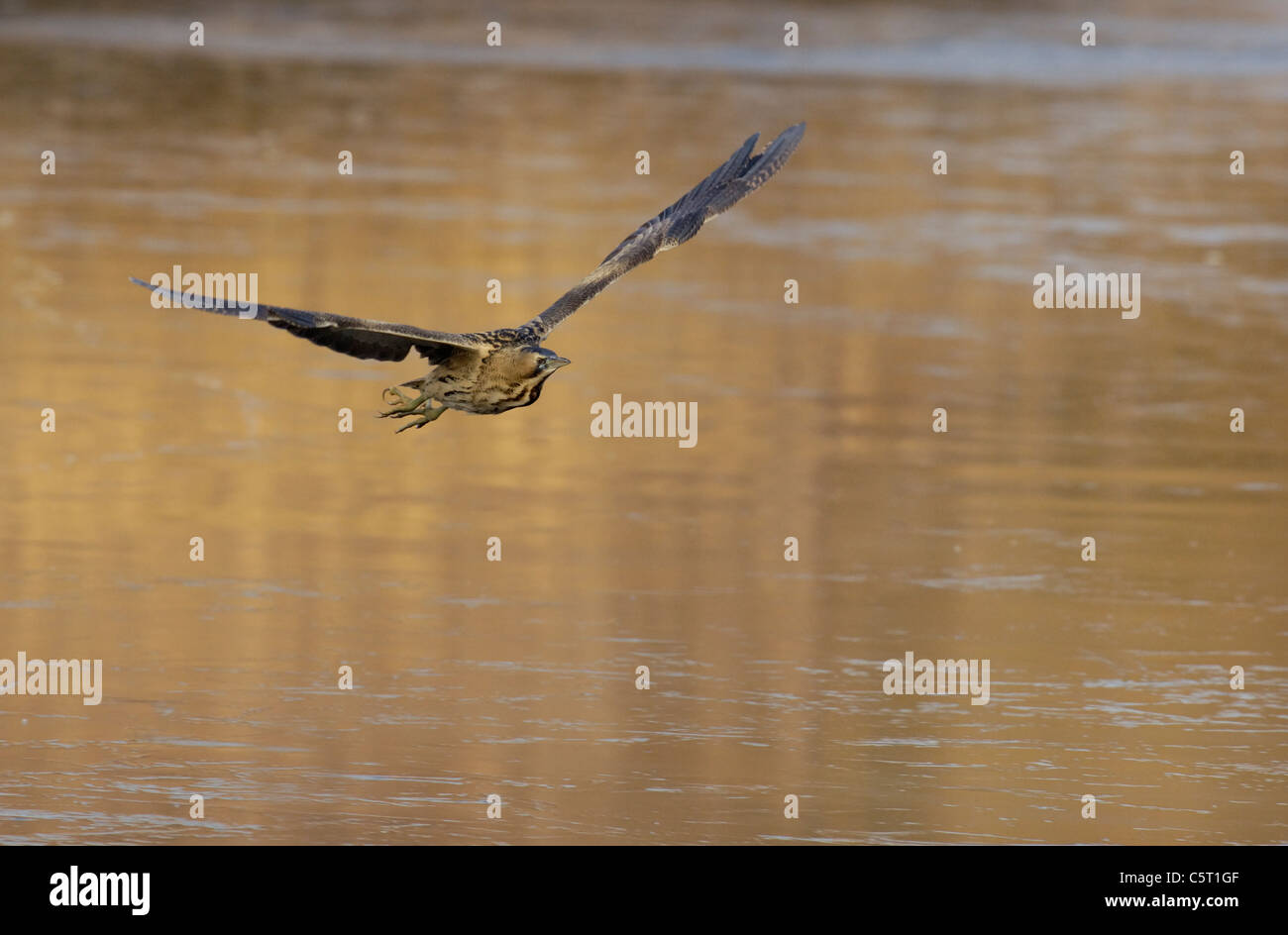 Bittern in flight hi-res stock photography and images - Alamy