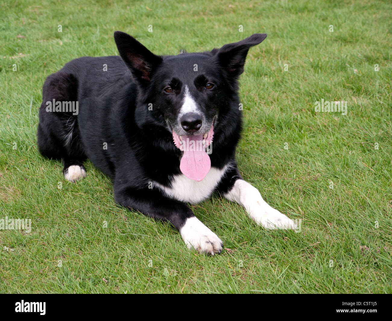 Border Collie, Black and White, in Lownes park, Chesham, Bucks, UK ...