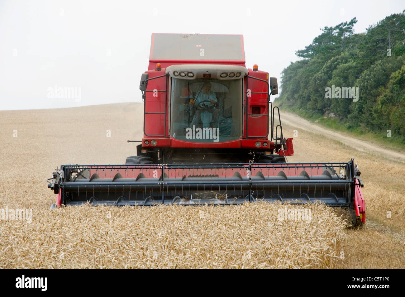 Red combine harvester working during the wheat harvest. Coming towards ...