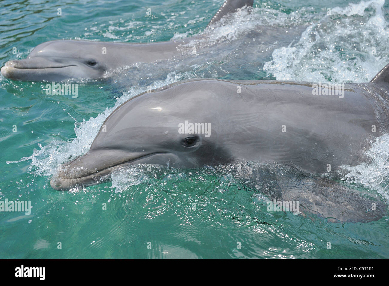 Roatan honduras surf hi-res stock photography and images - Alamy