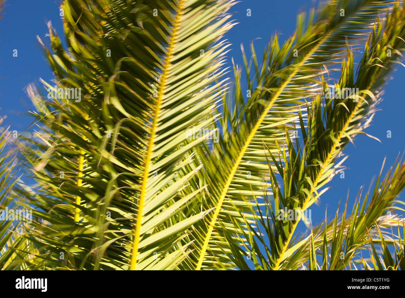 Plam tree leaves hi-res stock photography and images - Alamy