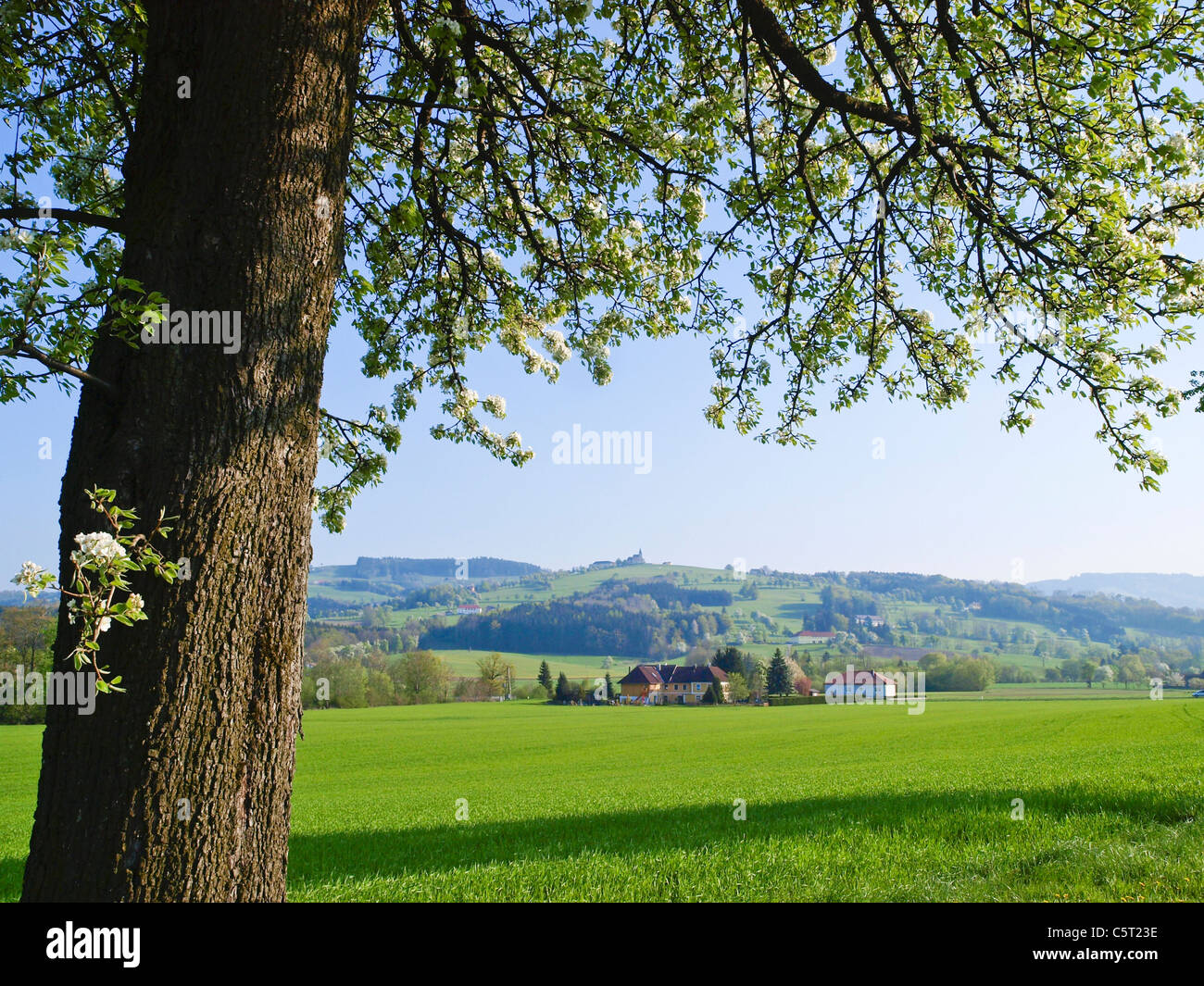 peer in bloom, traditional house Vierkanthof, Austria, Lower Austria ...