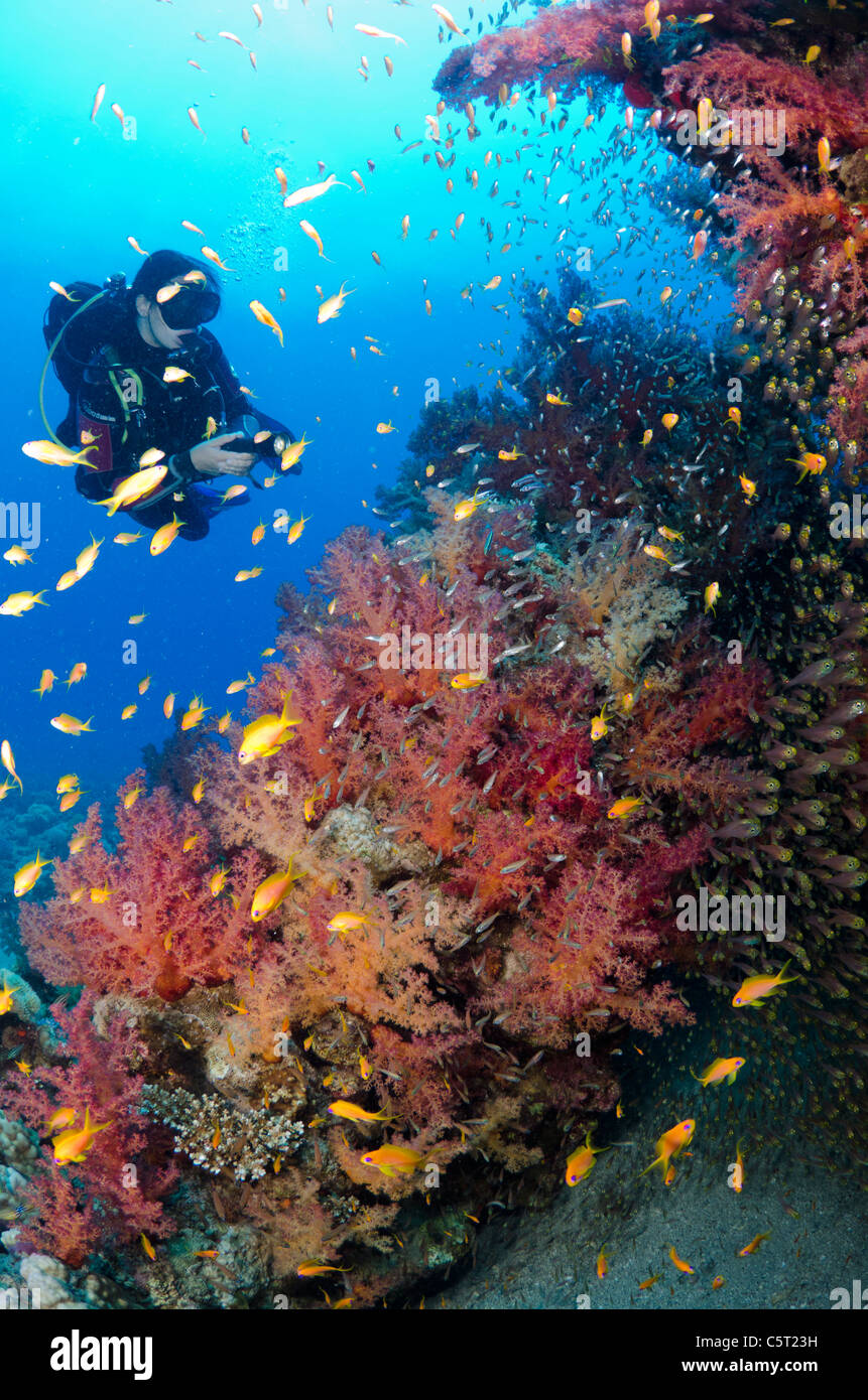 Soft coral patch with schooling Anthia fish and scuba diver, Nuweiba ...
