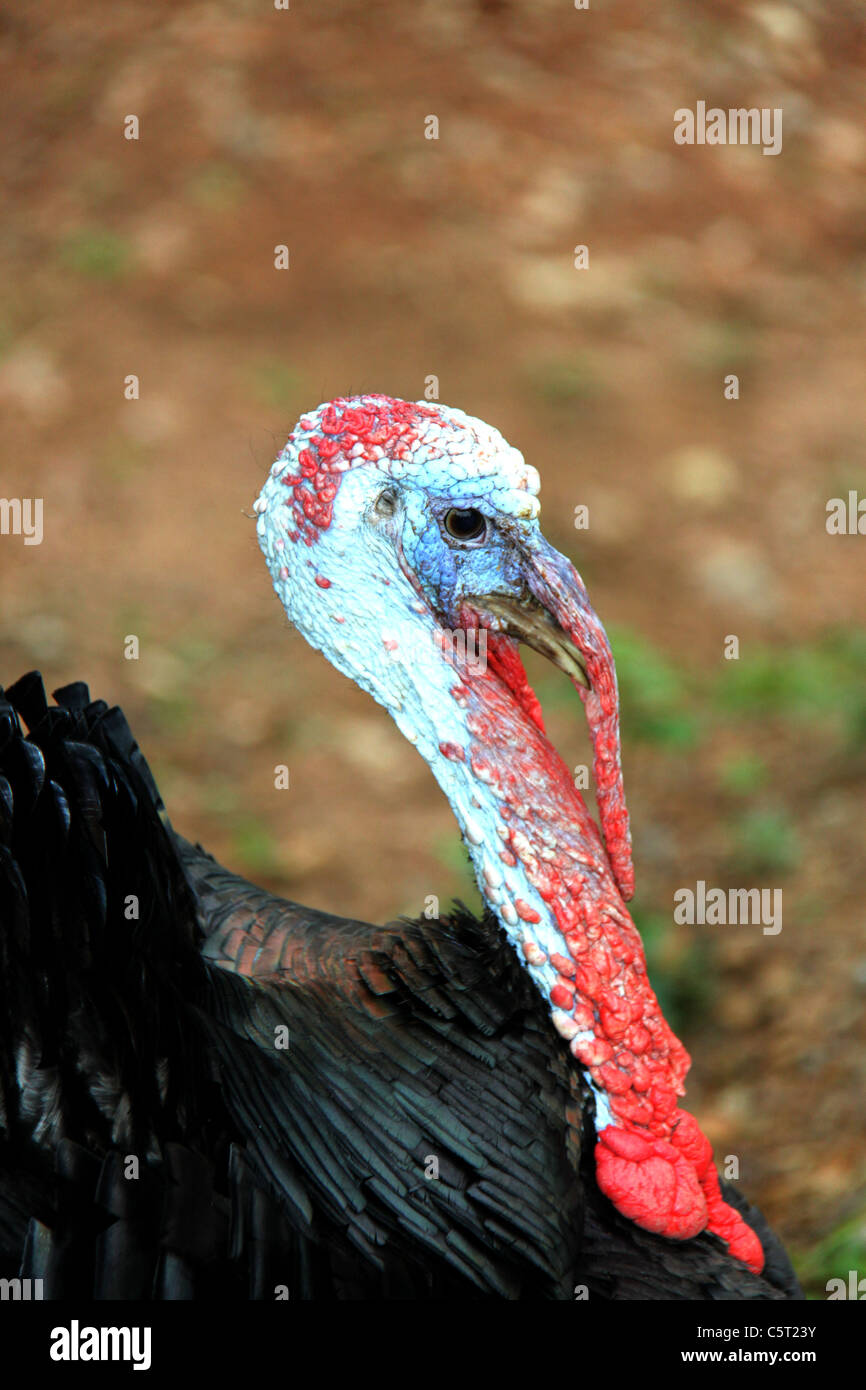 Caruncle skin hi-res stock photography and images - Alamy