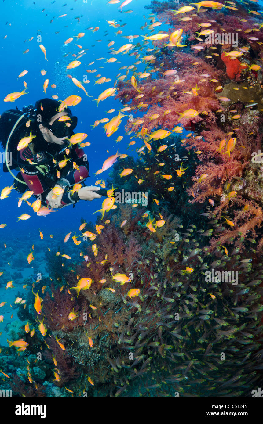 Soft coral patch with schooling Anthia fish and scuba diver, Nuweiba ...