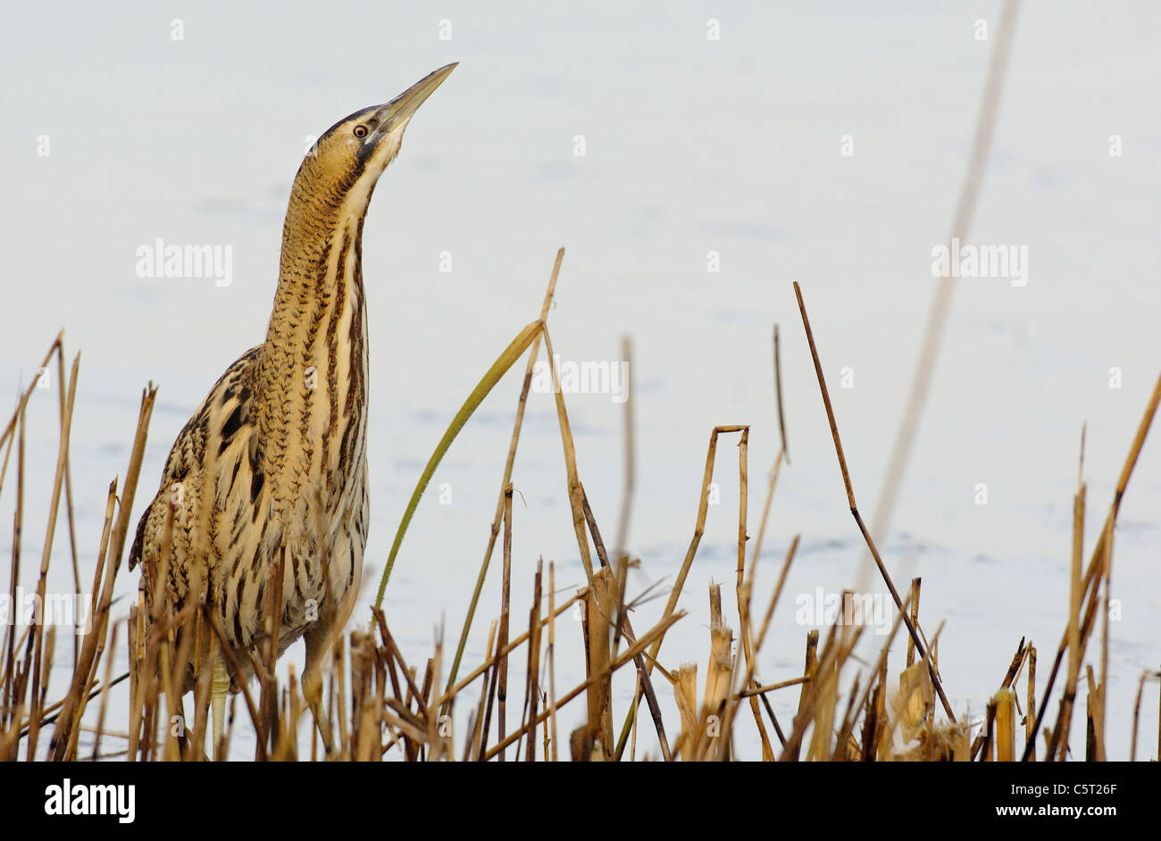Bittern and uk hi-res stock photography and images - Alamy