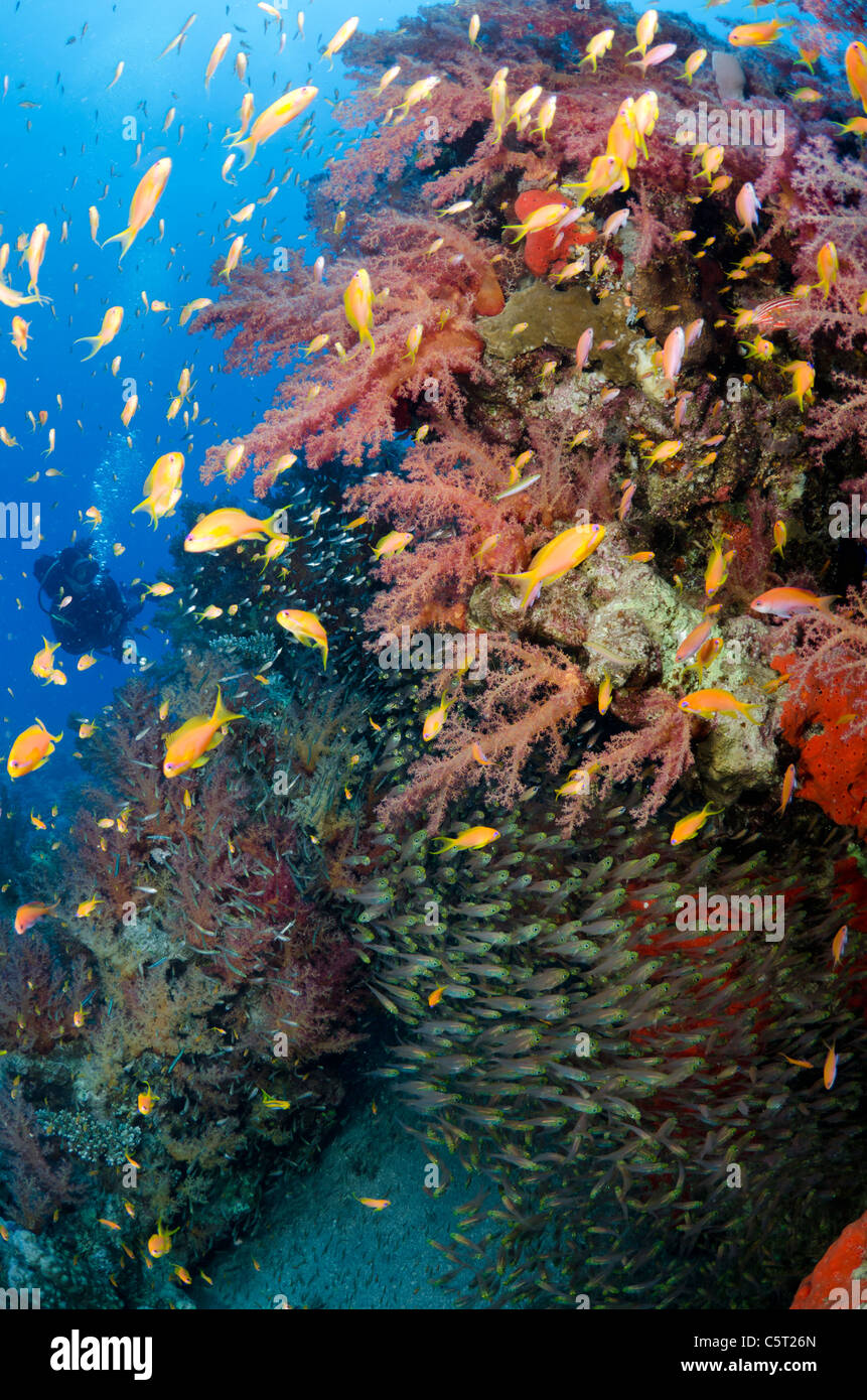 Agypt hi-res stock photography and images - Alamy