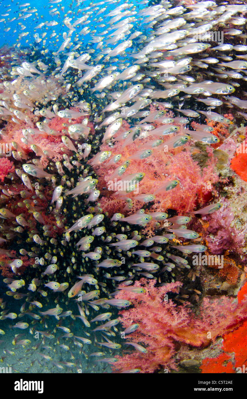 Schooling glass fish, Nuweiba, Sinai, Egypt, Red Sea, Indian Ocean ...