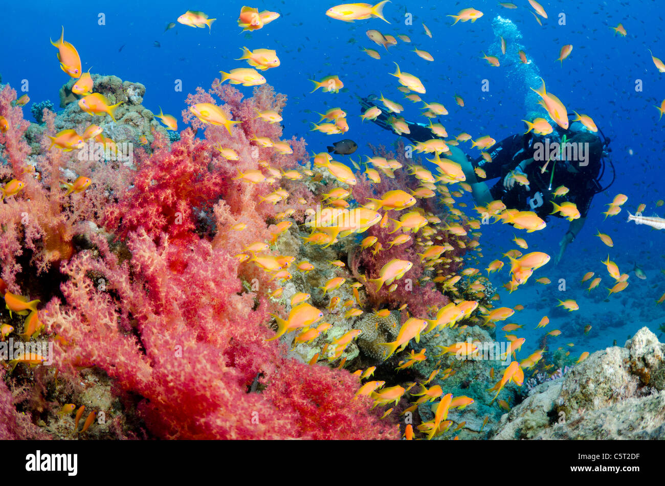 Soft coral patch with schooling Anthia fish and scuba diver, Nuweiba ...