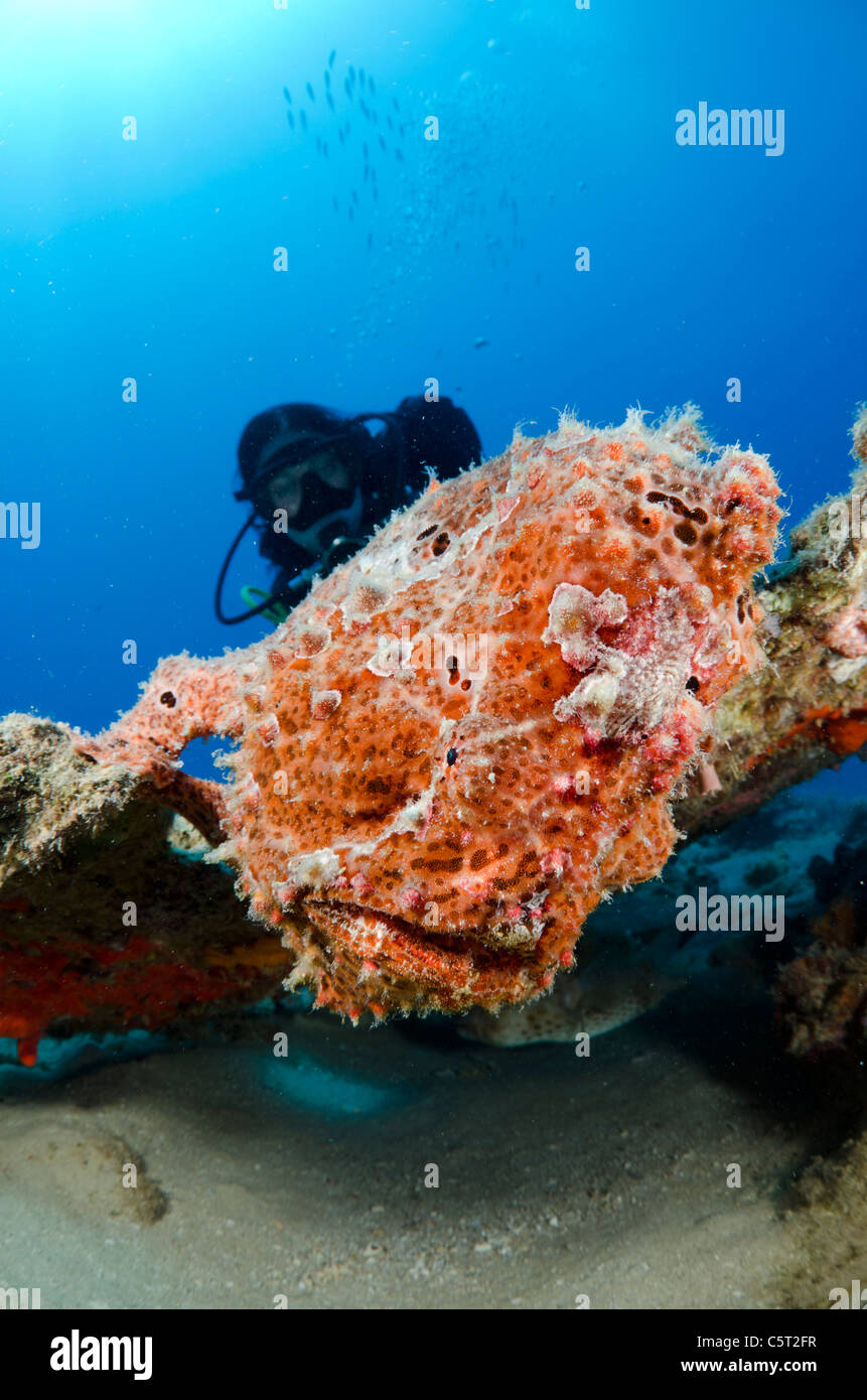 Giant frogfish, Nuweiba, Sinai, Egypt, Red Sea, Indian Ocean Stock ...
