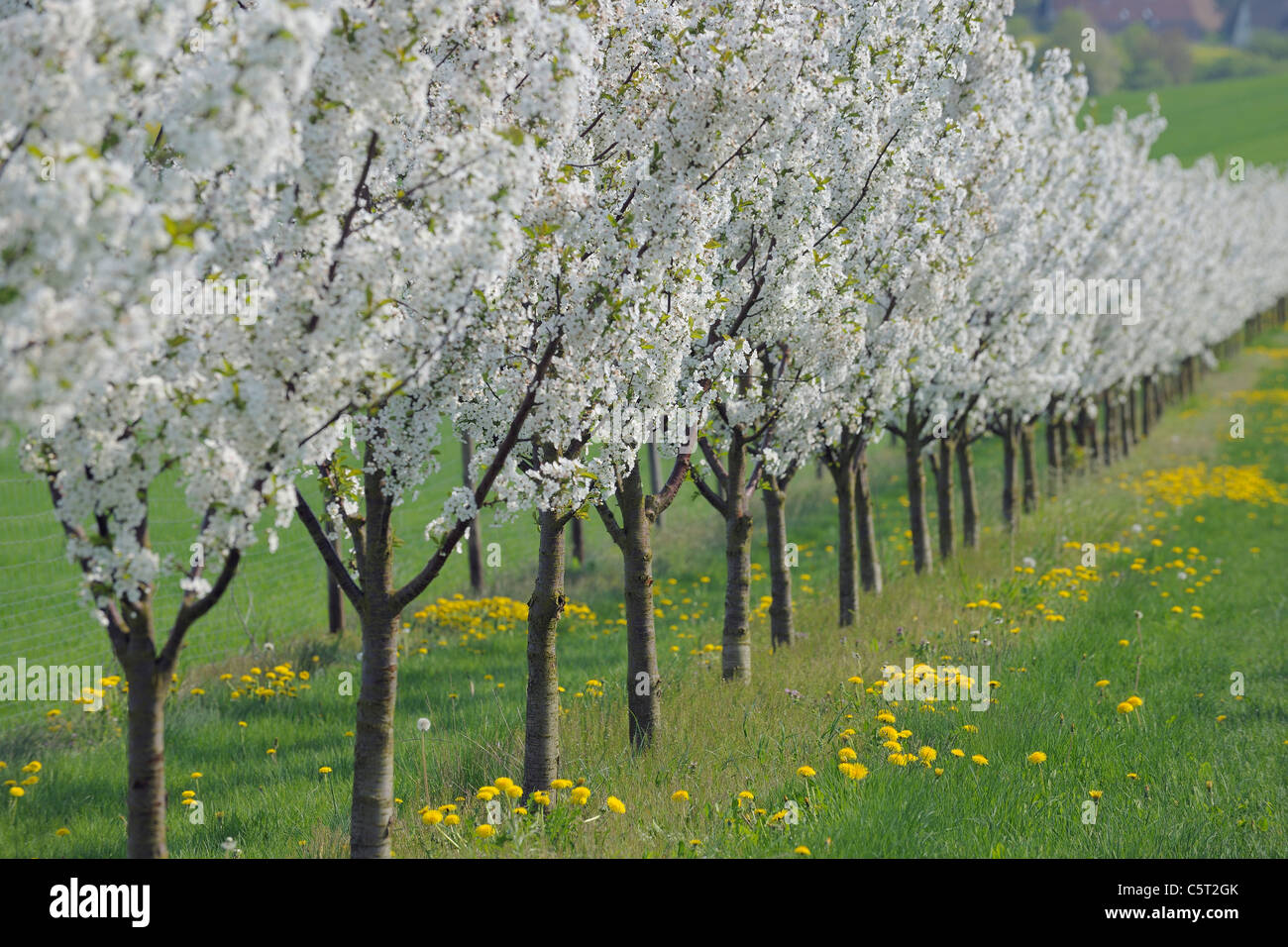 Germany, Bavaria, Franconia, View of cherry tree plantation in blossom ...