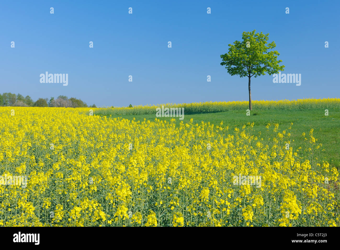 Germany, Bavaria, Franconia, View of single norway maple tree in rape ...