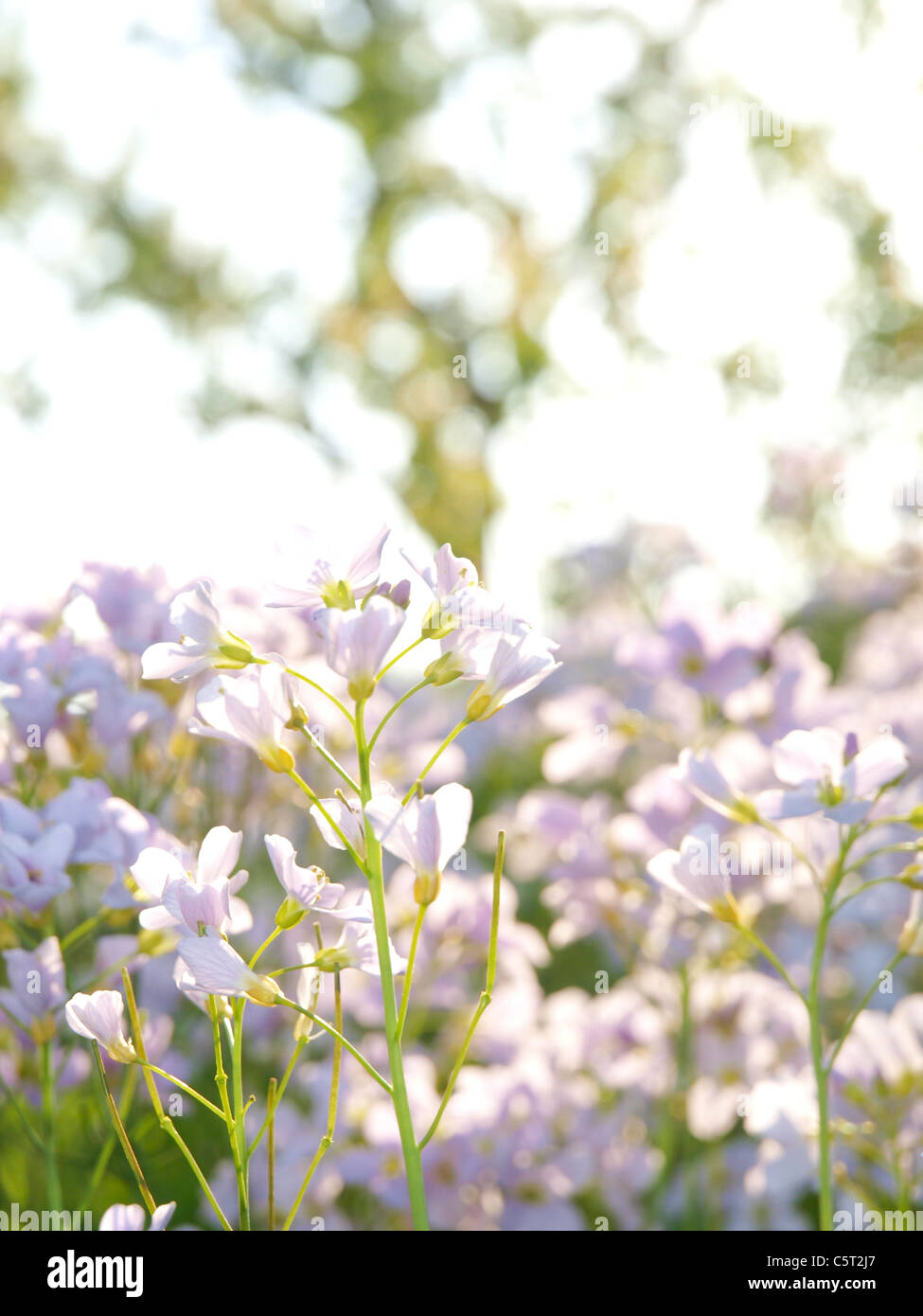 Design for spring and flowers hi-res stock photography and images - Alamy